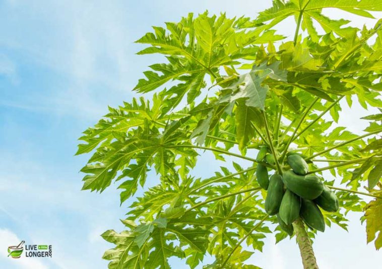 9 Great Home Remedies For Dengue Fever Treatment | LLL.Care
