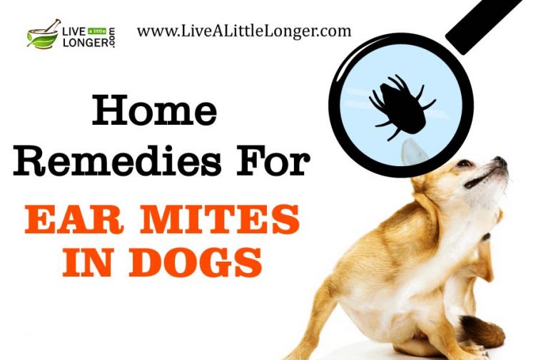 10 Best Home Remedies For Ear Mites In Dogs