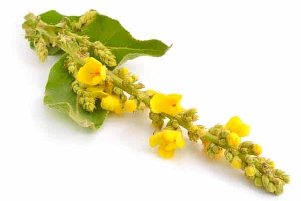 10 Best Home Remedies For Mumps In Adults & Kids