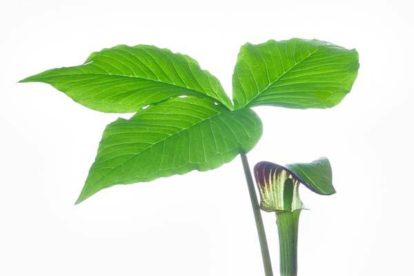 10 Home Remedies For Birth Control That Are Safe