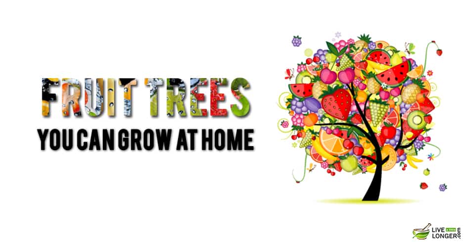 7 Indoor Fruit Trees You Can Grow At Home